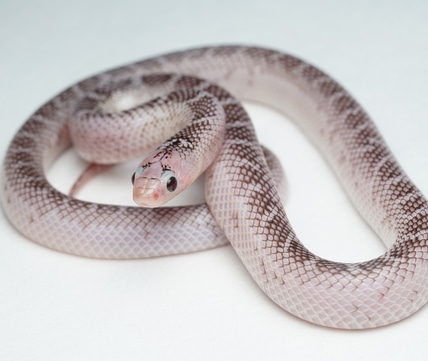 Whitesided Axanthic Florida Kingsnake by Mesozoic Reptiles - MorphMarket