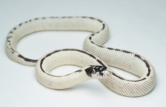 Reverse Stripe Het Albino California Kingsnake by Mesozoic Reptiles