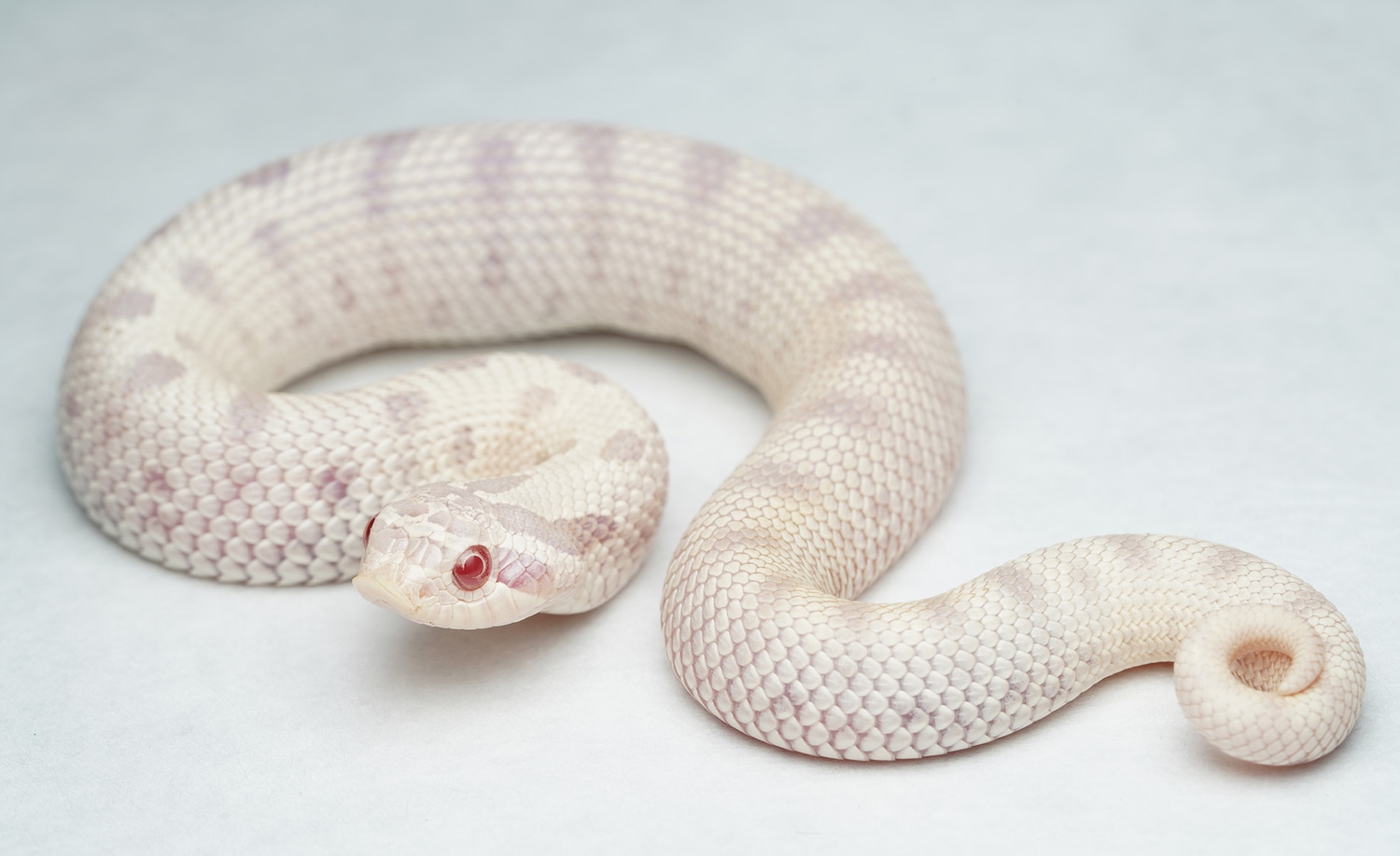 Snow Anaconda Western Hognose by Mesozoic Reptiles - MorphMarket
