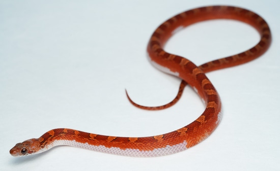 Pied Sided Bloodred Corn Snake by Mesozoic Reptiles
