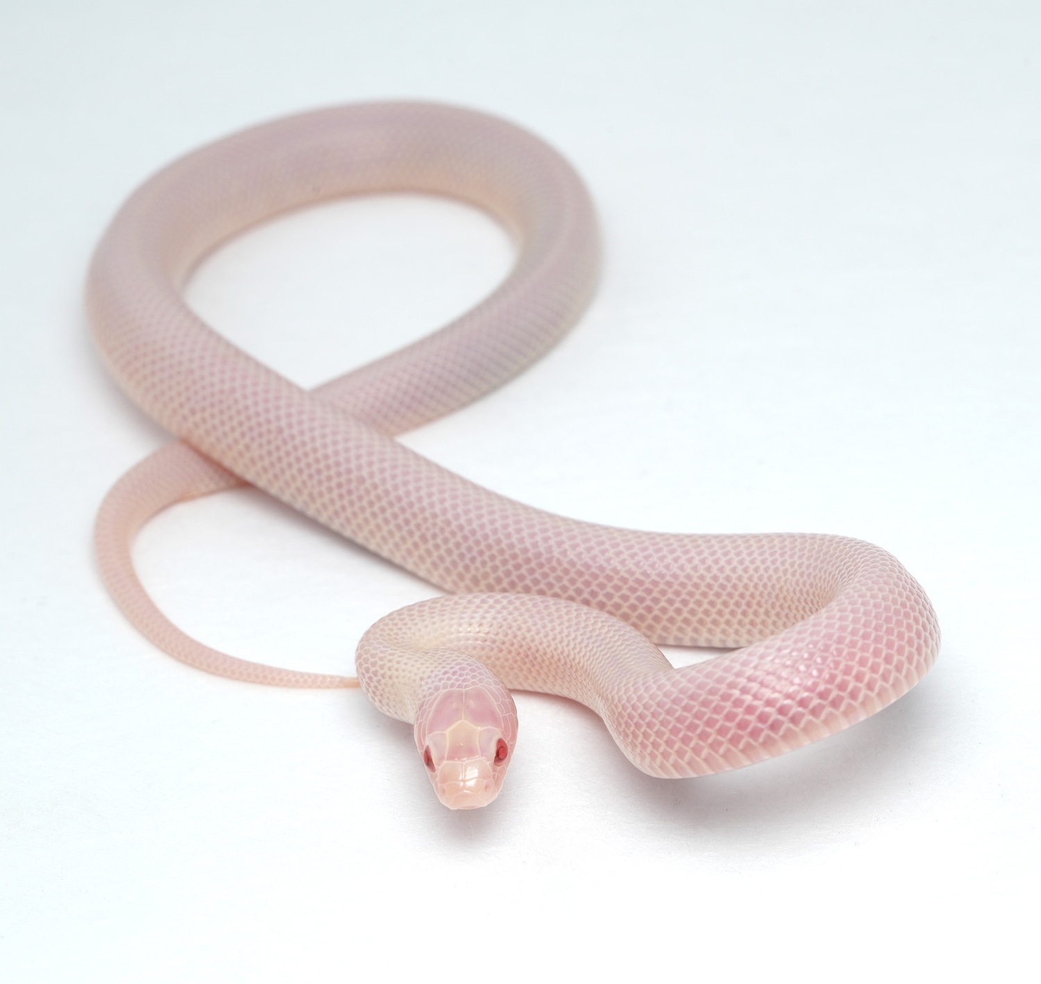 Albino Palomar Ghost California Kingsnake by Mesozoic Reptiles ...