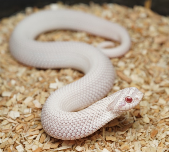 Super Yeti (Snow Superconda) Western Hognose by Mesozoic Reptiles