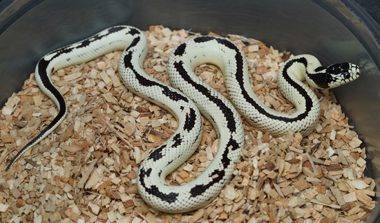 Reverse Stripe/Aberrant California Kingsnake by Mesozoic Reptiles