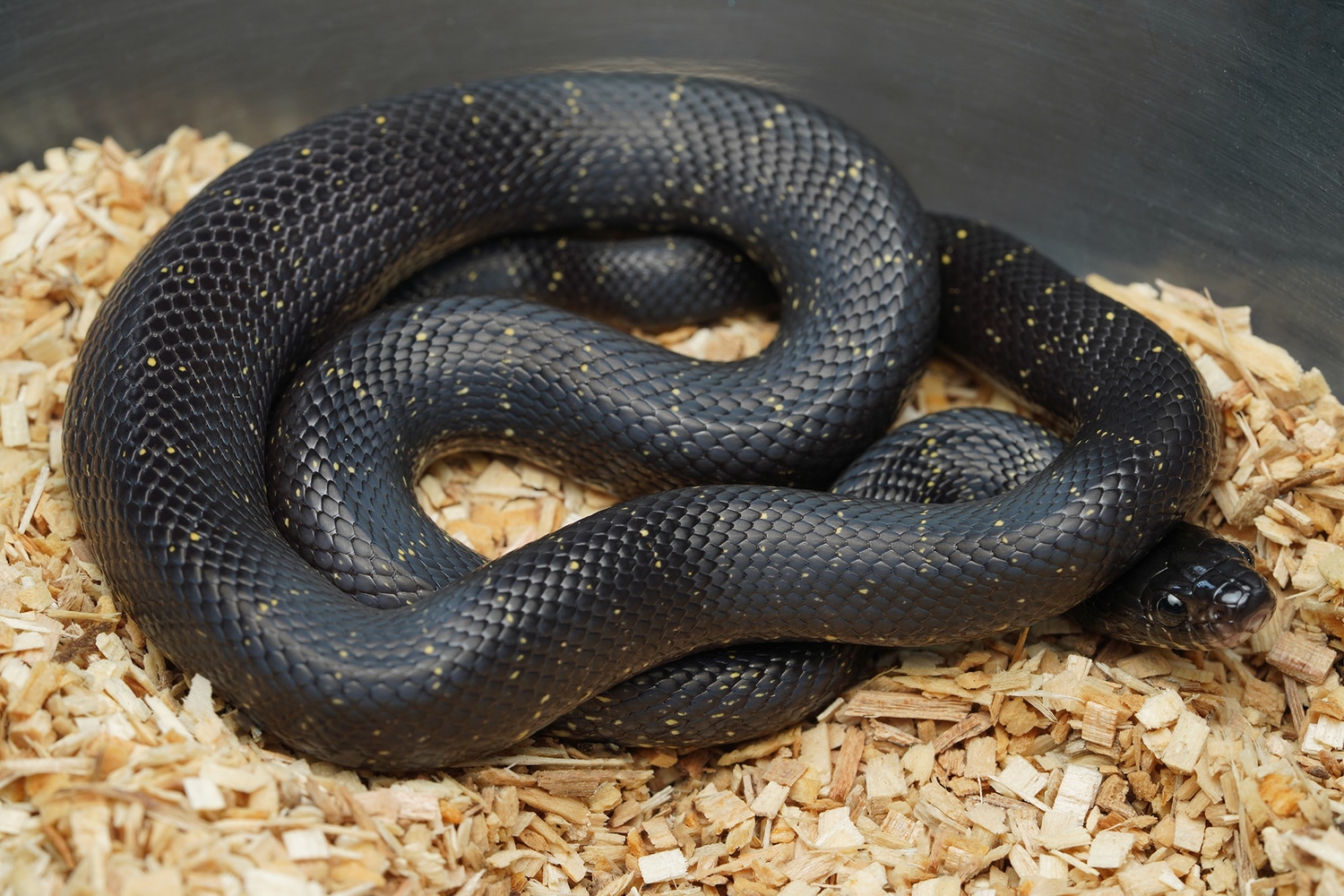 Mexican Black Kingsnake