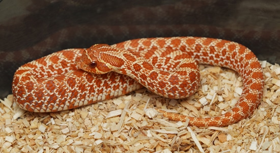 Evans Hypo Western Hognose by Mesozoic Reptiles