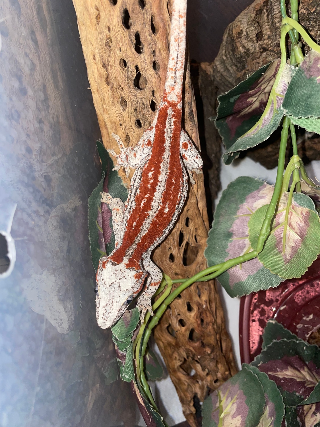 RTB Female Gargoyle Gecko by Mesozoics - MorphMarket