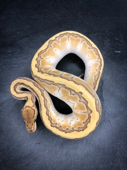 Butter, Pinstripe, Het Clown Ball Python by Rasta Exotics