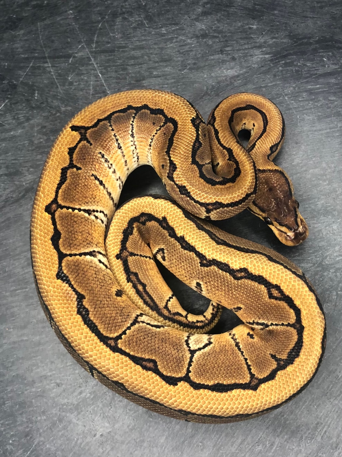 Fire, Pinstripe, Het Clown Ball Python by Rasta Exotics - MorphMarket