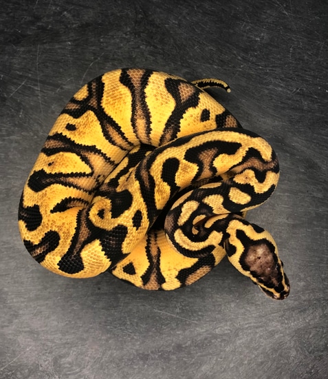 Firefly Het Clown Ball Python by Rasta Exotics