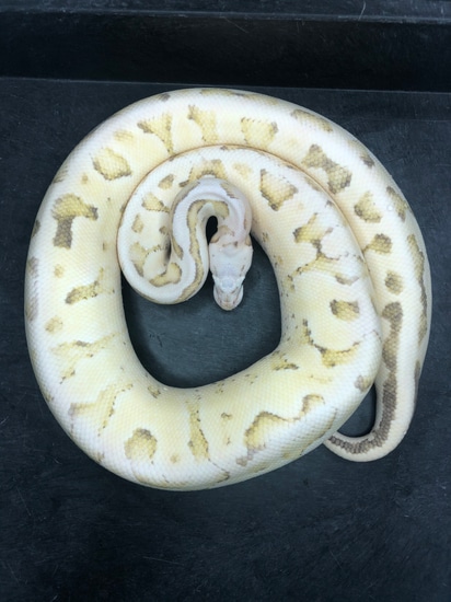 Vanilla Scream Ball Python by Rasta Exotics