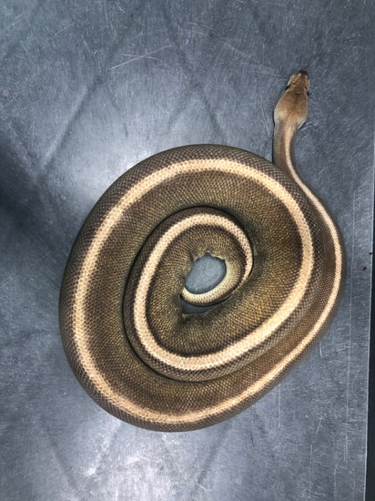 Cinnamon G-Stripe Ball Python by Rasta Exotics