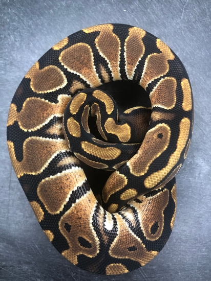 Normal Het Clown Ball Python by Rasta Exotics
