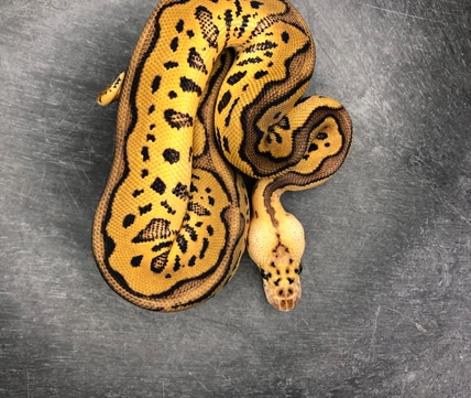 Rasta Exotics - MorphMarket