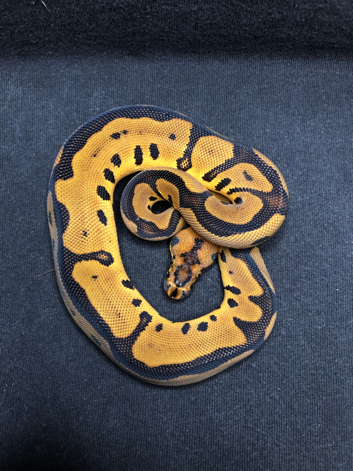 Leopard Clown Ball Python by Rasta Exotics - MorphMarket