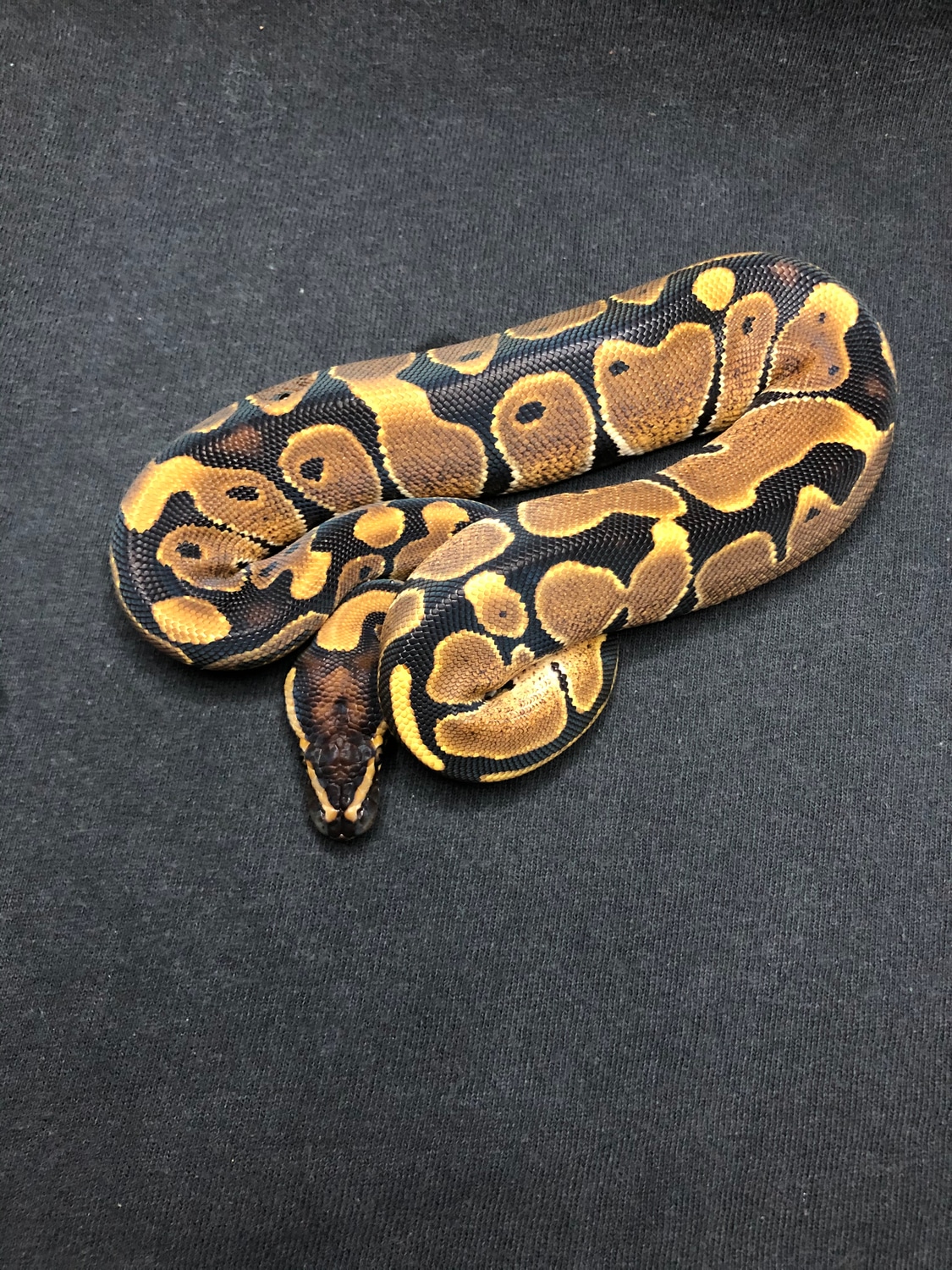 Normal 50% Het Pied Ball Python by Rasta Exotics - MorphMarket