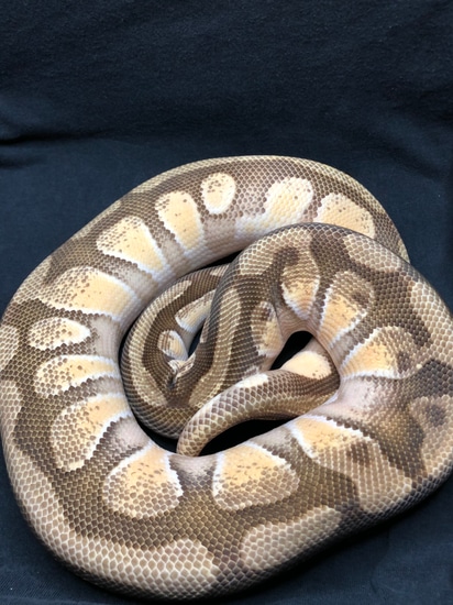 Super OD, Enchi, Het Hypo Ball Python by Rasta Exotics