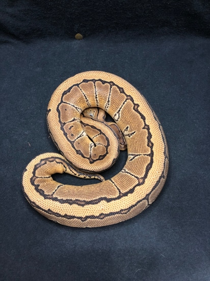 Pinstripe Het Clown Ball Python by Rasta Exotics
