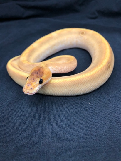 Special Enchi Champagne 50% Het Hypo +? Ball Python by Rasta Exotics