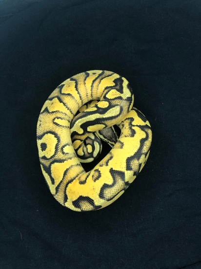 Pastel YellowBelly Het Clown Ball Python by Rasta Exotics