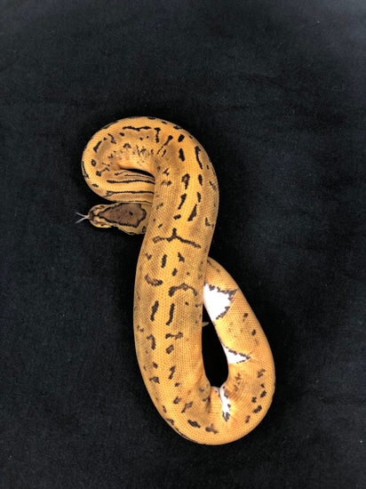 Pinstripe Pied Het VPI Axthathic Ball Python by Rasta Exotics