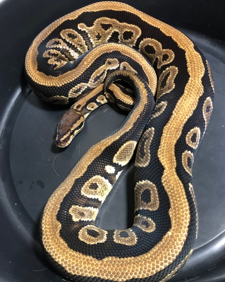 Almost RTB Dinker?? Ball Python by Rasta Exotics