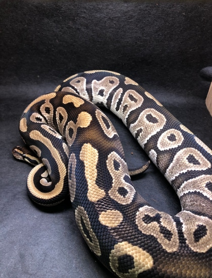 RTB - Phantom Het Pied Ball Python by Rasta Exotics