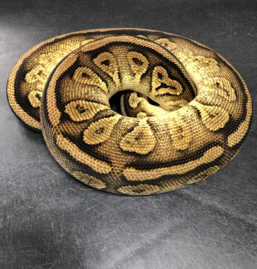 Pastel Bongo Het Pied Ball Python by Rasta Exotics