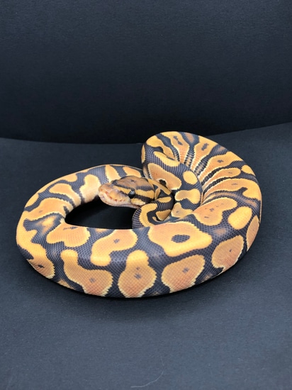 Orange Dream Hypo Ball Python by Rasta Exotics