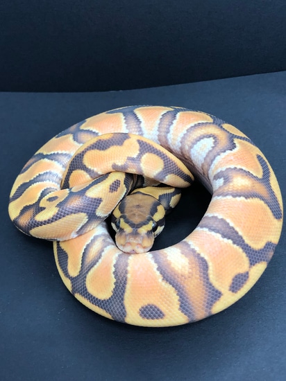 Orange Dream Enchi Hypo Ball Python by Rasta Exotics