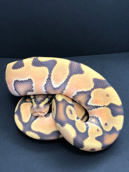 Orange Dream Enchi Hypo Ball Python by Rasta Exotics