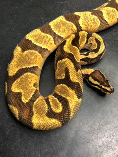 OD YB Enchi Het Hypo Ball Python by Rasta Exotics