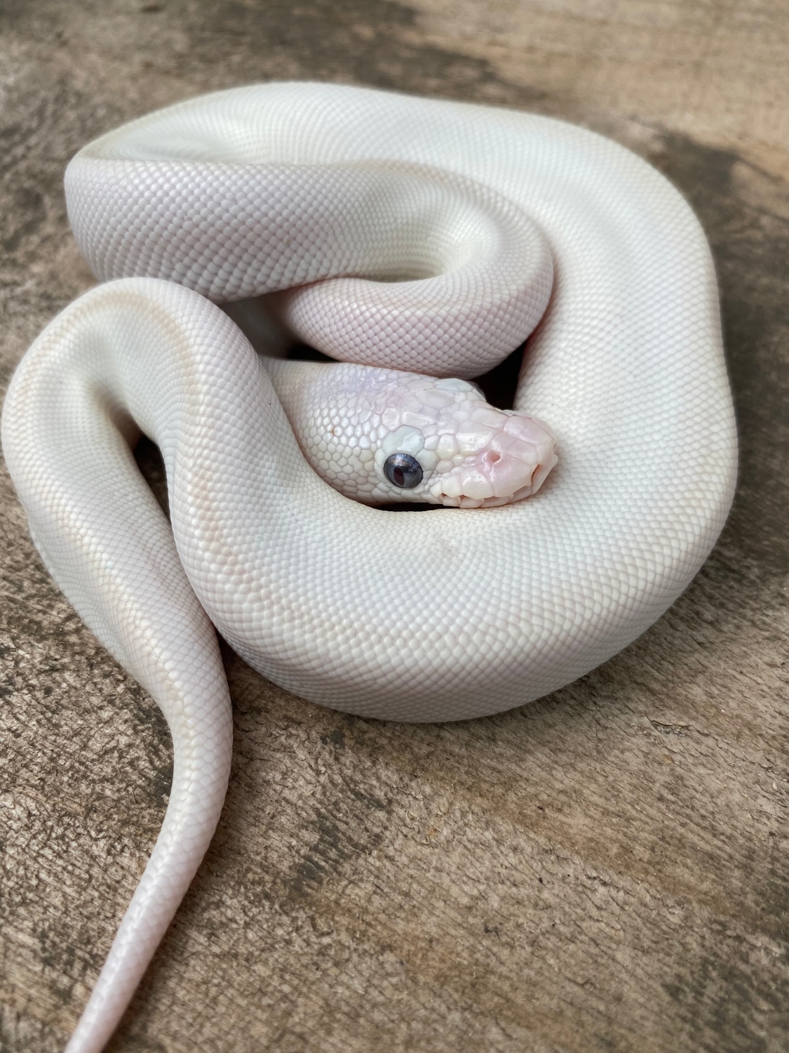 Mojave Lesser Blue Eyed Lucy Ball Python by Metal Scales Reptiles ...