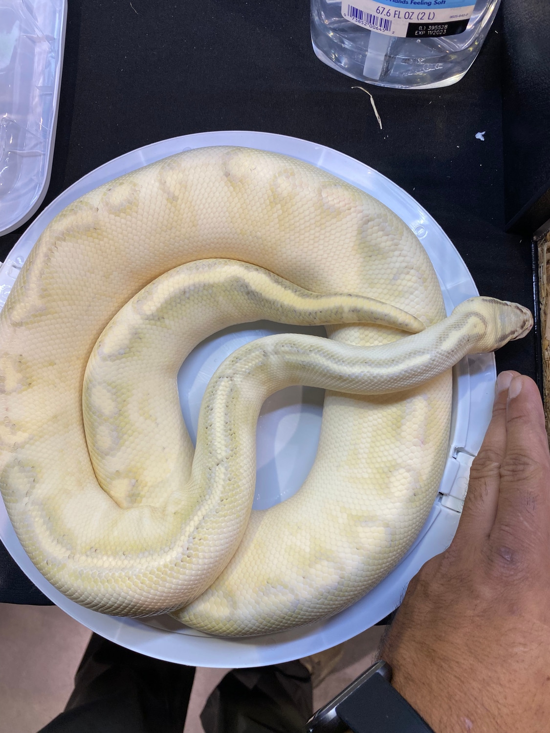 Pastel Highway Ball Python by Metal Scales Reptiles - MorphMarket