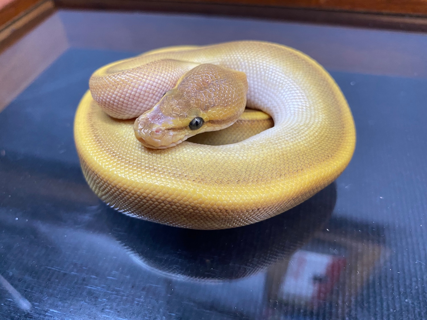 Mojave Poss Cinn. Genetic Stripe Ball Python by Metal Scales Reptiles - MorphMarket