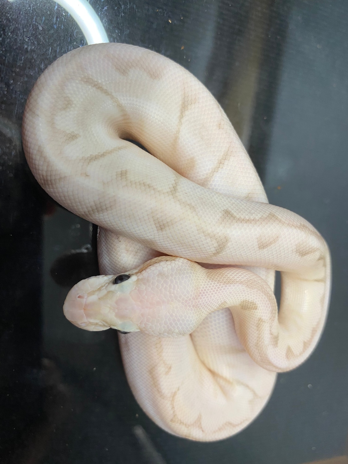 Bamboo Pewter Bee Ball Python by Metal Scales Reptiles - MorphMarket