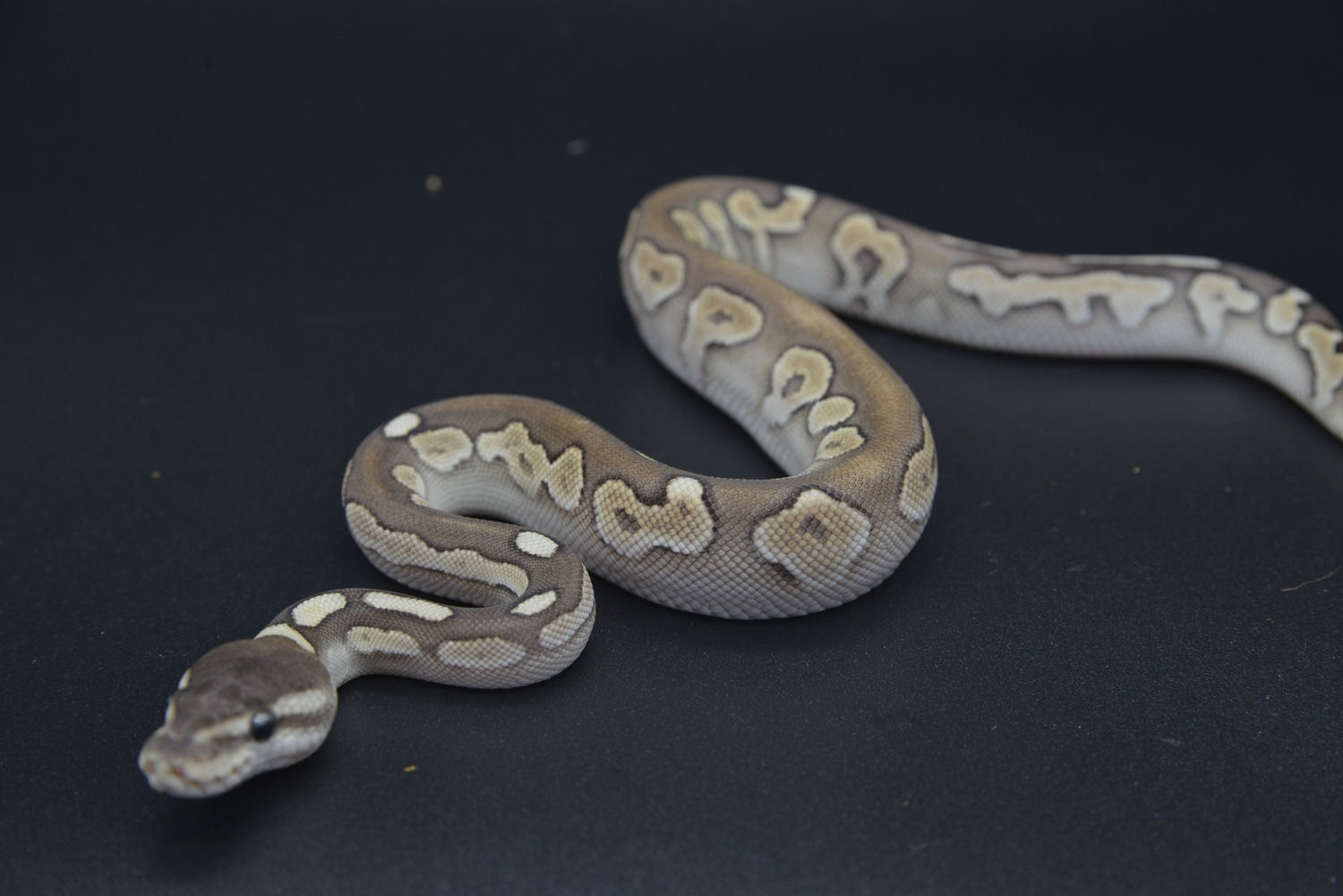 Cinnamon Lesser M/f Ball Python by Metal Scales Reptiles - MorphMarket