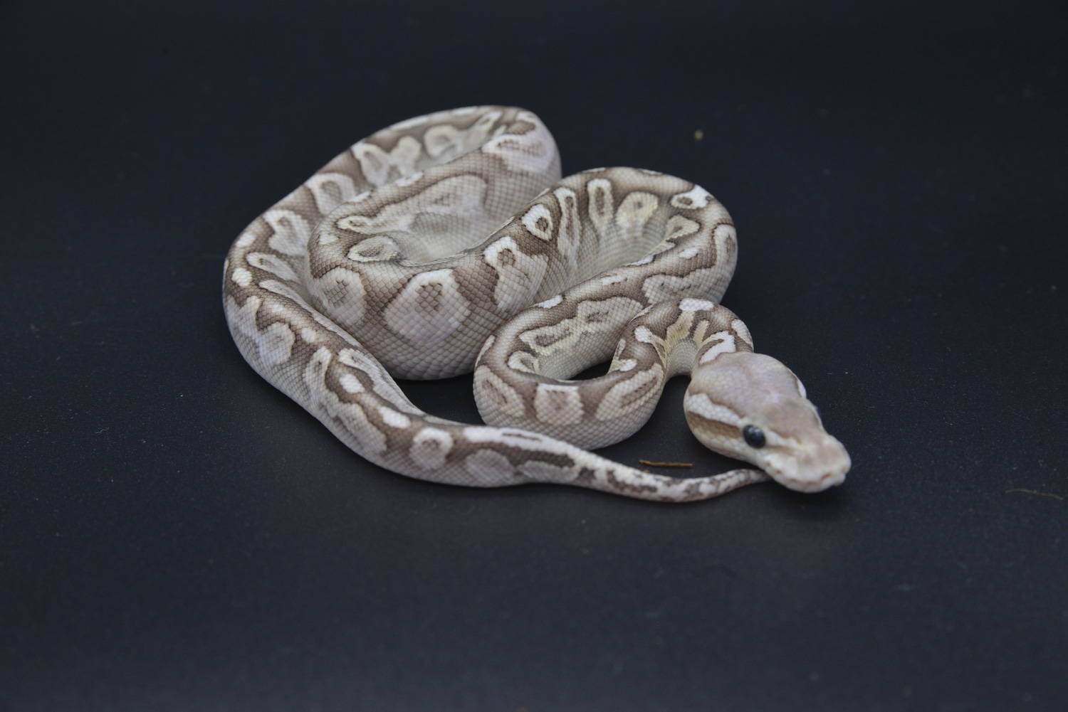 Pastel Bamboo Ball Python by Metal Scales Reptiles - MorphMarket