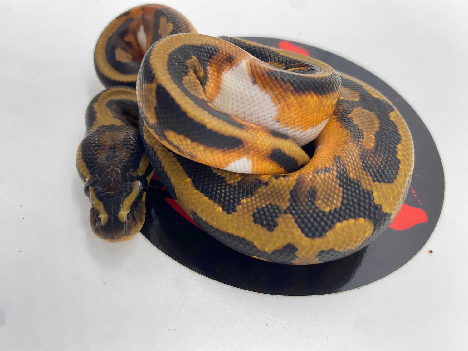 Yellow Belly Pied Ball Python by Metal Scales Reptiles - MorphMarket