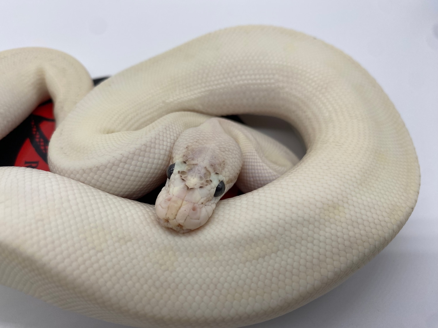 Ivory Ball Python by Metal Scales Reptiles - MorphMarket