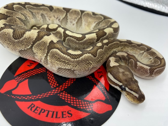 Bamboo Cinnamon Female Ball Python by Metal Scales Reptiles