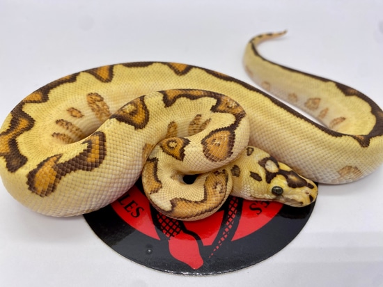 Fire Enchi Yellow Belly Spotnose Clown Ball Python by Metal Scales Reptiles