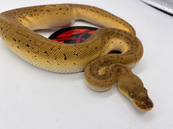 Blackhead Pinstripe Clown 50% Pied Ball Python by Metal Scales Reptiles