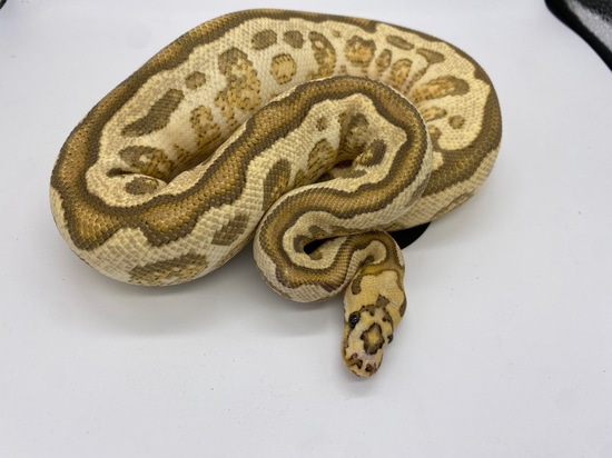 Spotnose Fire Yellowbelly Clown Het Pied Ball Python by Metal Scales ...