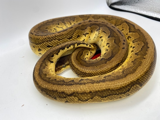 Lemonblast Blackhead Het Clown Het Pied Ball Python by Metal Scales ...