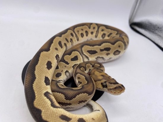 Clown Poss Red Gene Ball Python by Metal Scales Reptiles