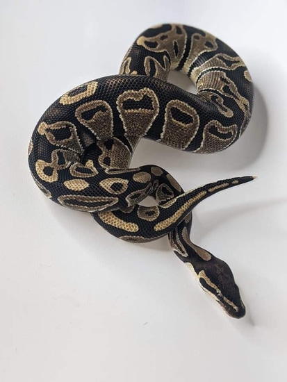 Normal Ball Python by MetaMorph Reptiles LLC