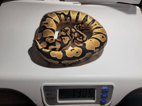 Pastel Congo Ball Python by MetaMorph Reptiles LLC