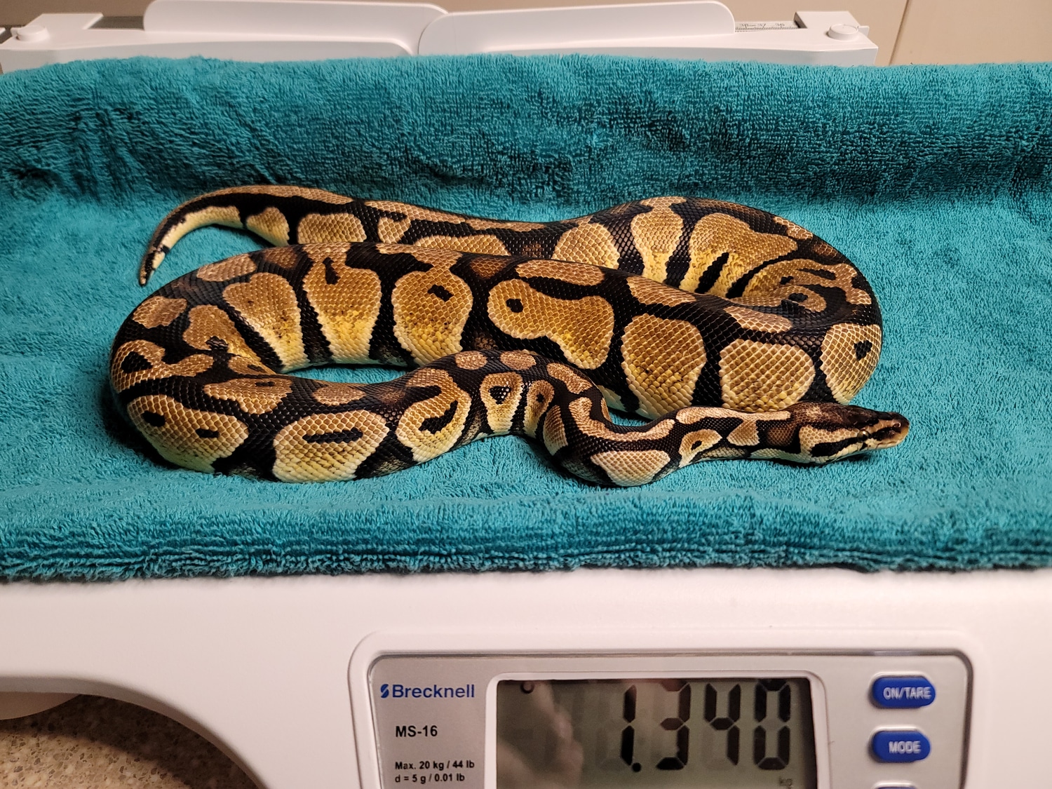 2019 Congo Pastel Female Ball Python by MetaMorph Reptiles LLC ...