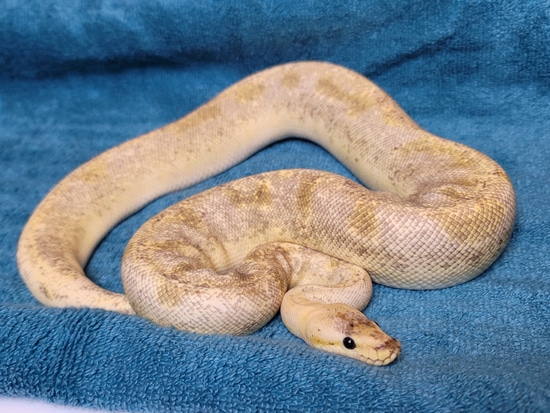 2020 Champagne, Pastel, Poss Dinker Female Ball Python by MetaMorph ...