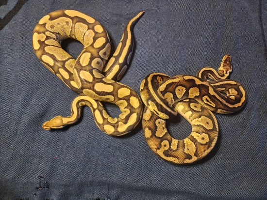 Pair 2019 Female Fire Granite & 2018 Mahogany, Harlequin, Pastel, 66% ...